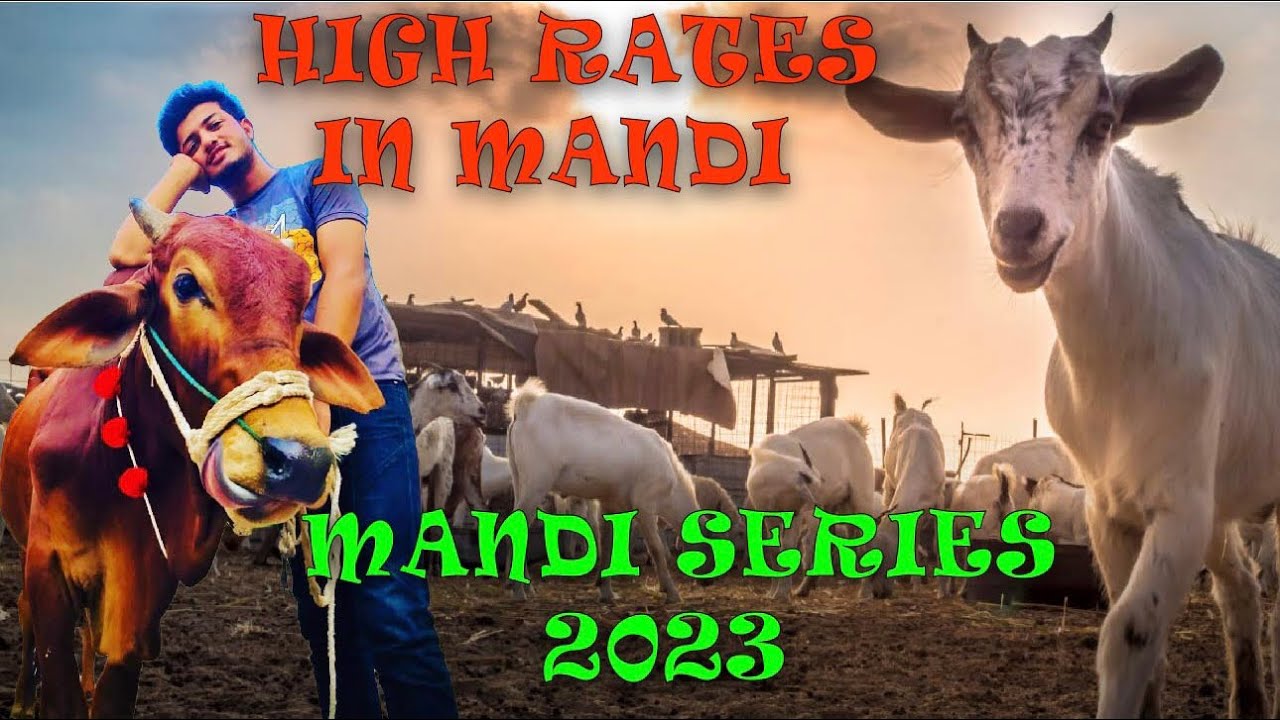 Mandi rate bohut high ha || mandi series start || Nefibhaivlogs - YouTube