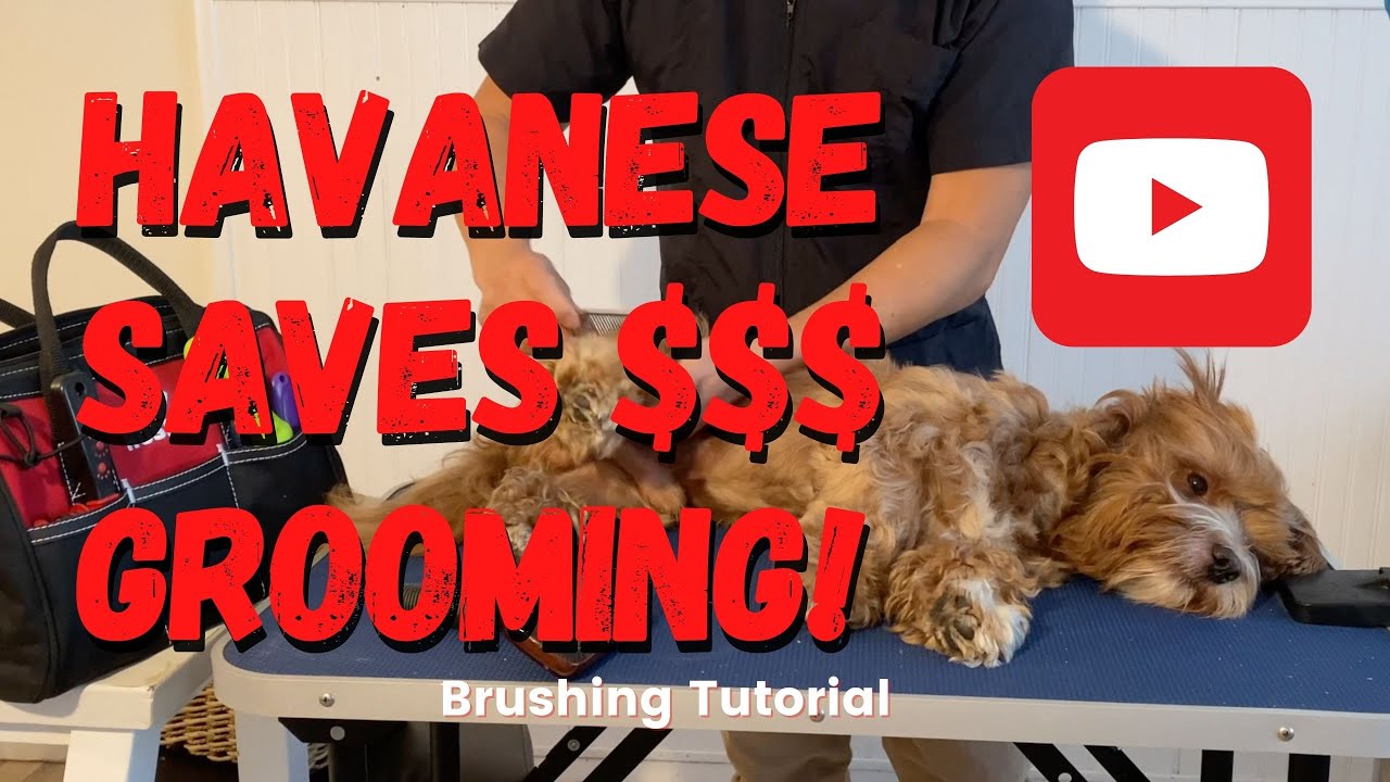 6 min. DIY Proper brushing tutorial. An essential part of dog grooming ...