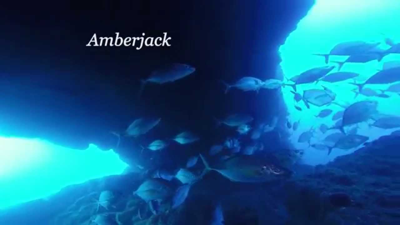 Dive Azores Buceo Azores Plongée Azores Tauchen Azores Nогружение ...