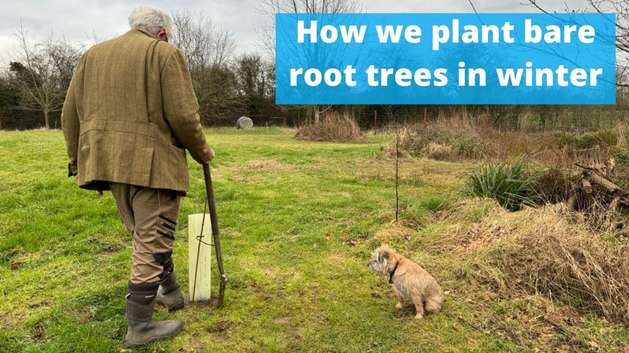 How we plant bare root trees in winter here at Common Farm Flowers ...