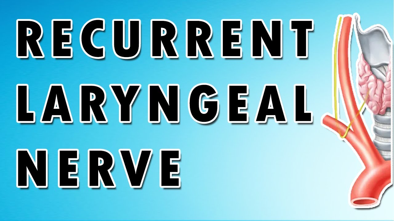 Recurrent Laryngeal Nerve Youtube