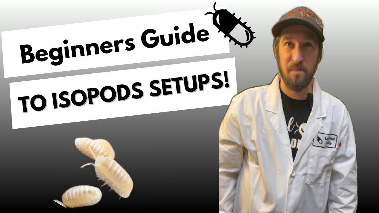 Beginners guide to isopod setups - YouTube
