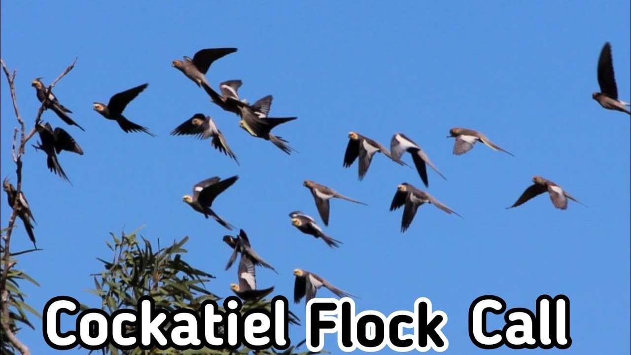 Cockatiel Bird Sounds | Baby Cockatiel | Birds Flocking Sound Effect ...