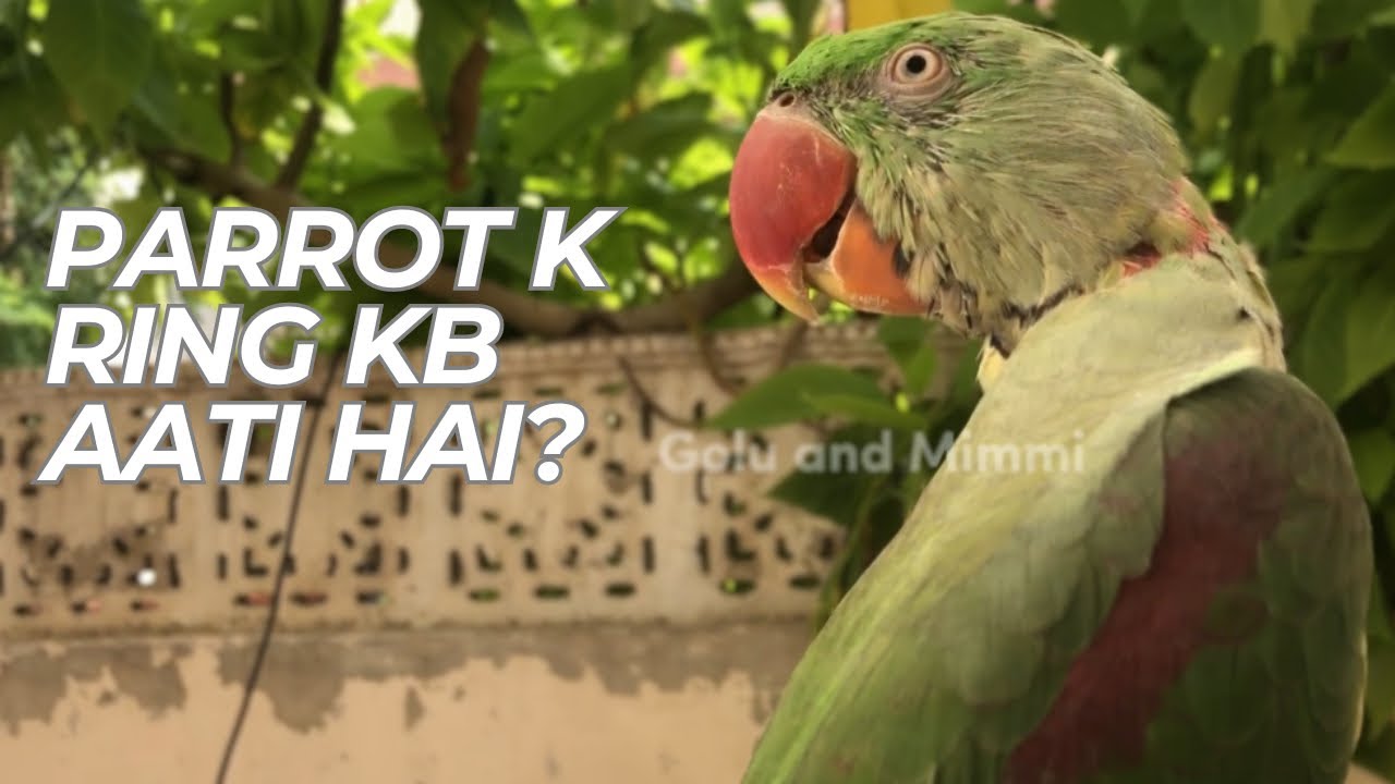 Parrot Ki Ring Kab Aati Hai? #parrot #parrotcare #rawparrots #when # ...