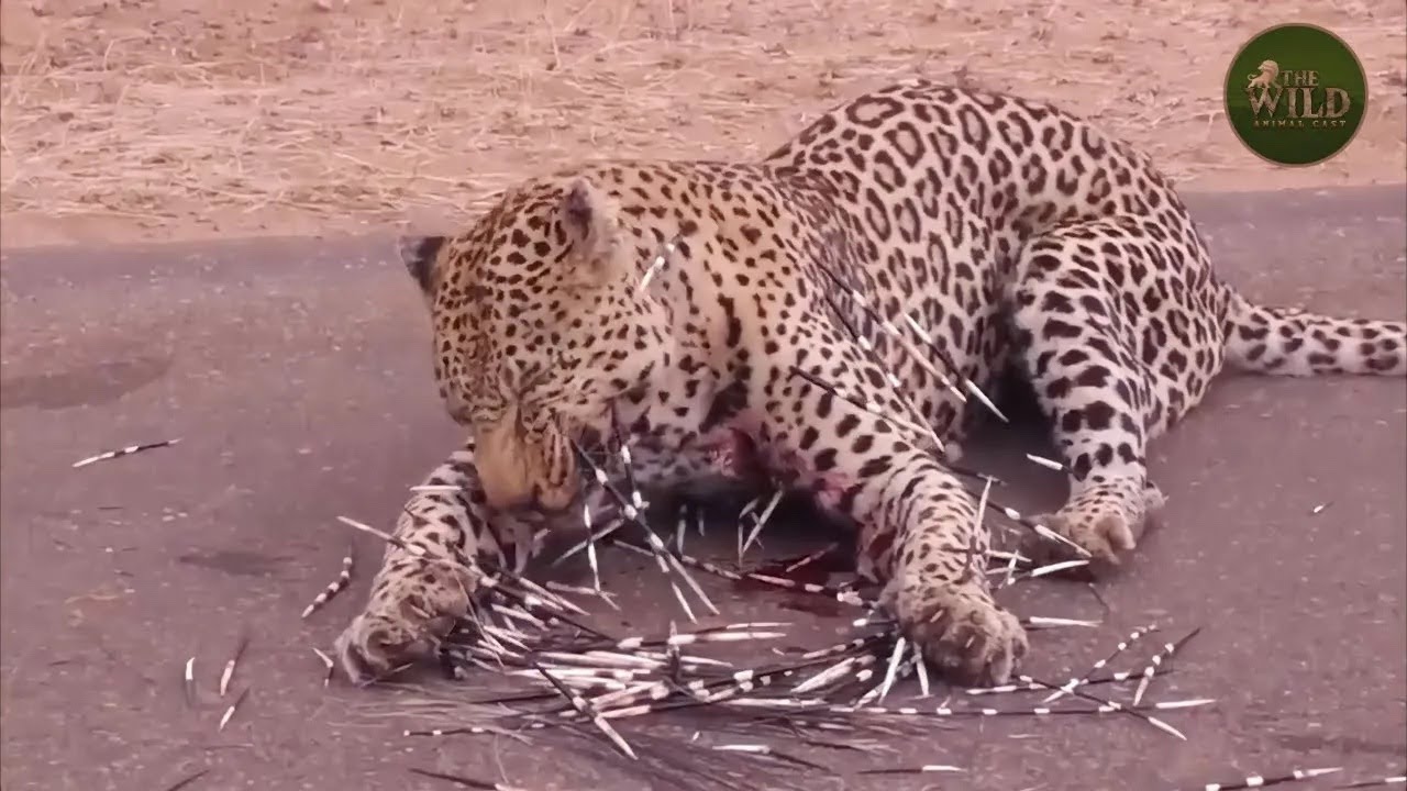 Breathtaking Moments Where Wounded Animals Are FIGHTING To Survive I ...