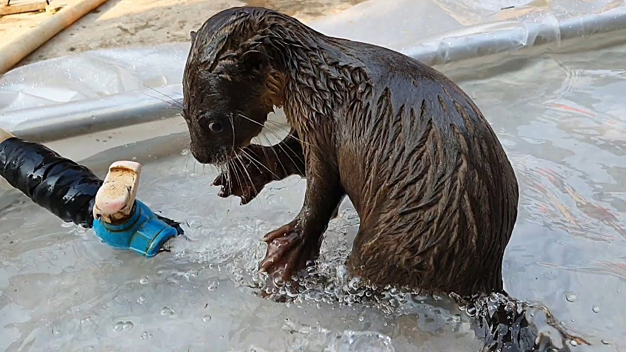 Nika with DoDo swimming - YouTube