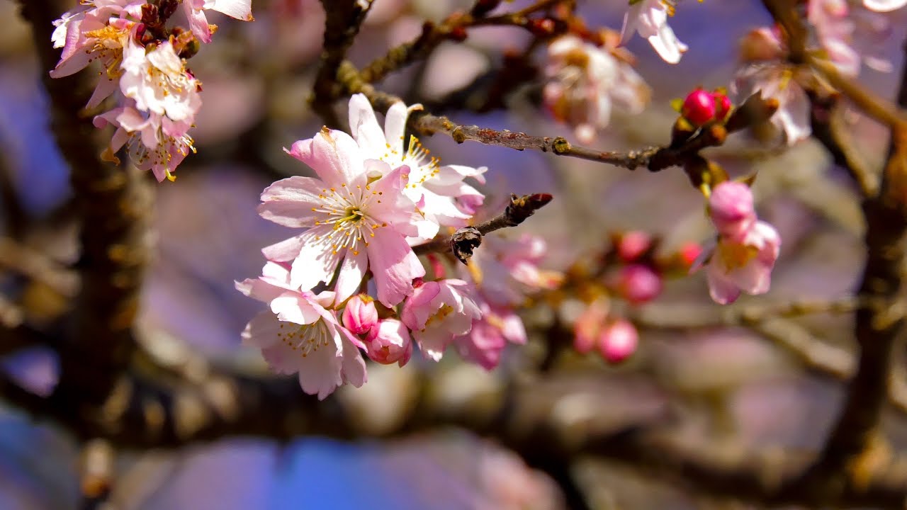 Blooming January Trees 4K UHD VO - YouTube