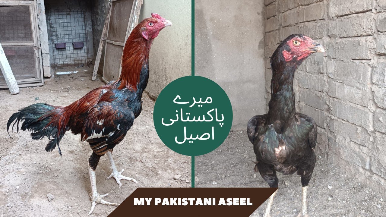 Ganju Breed Hen | Kamalia Aseel | Best Pakistani Aseel | Pure Aseel ...