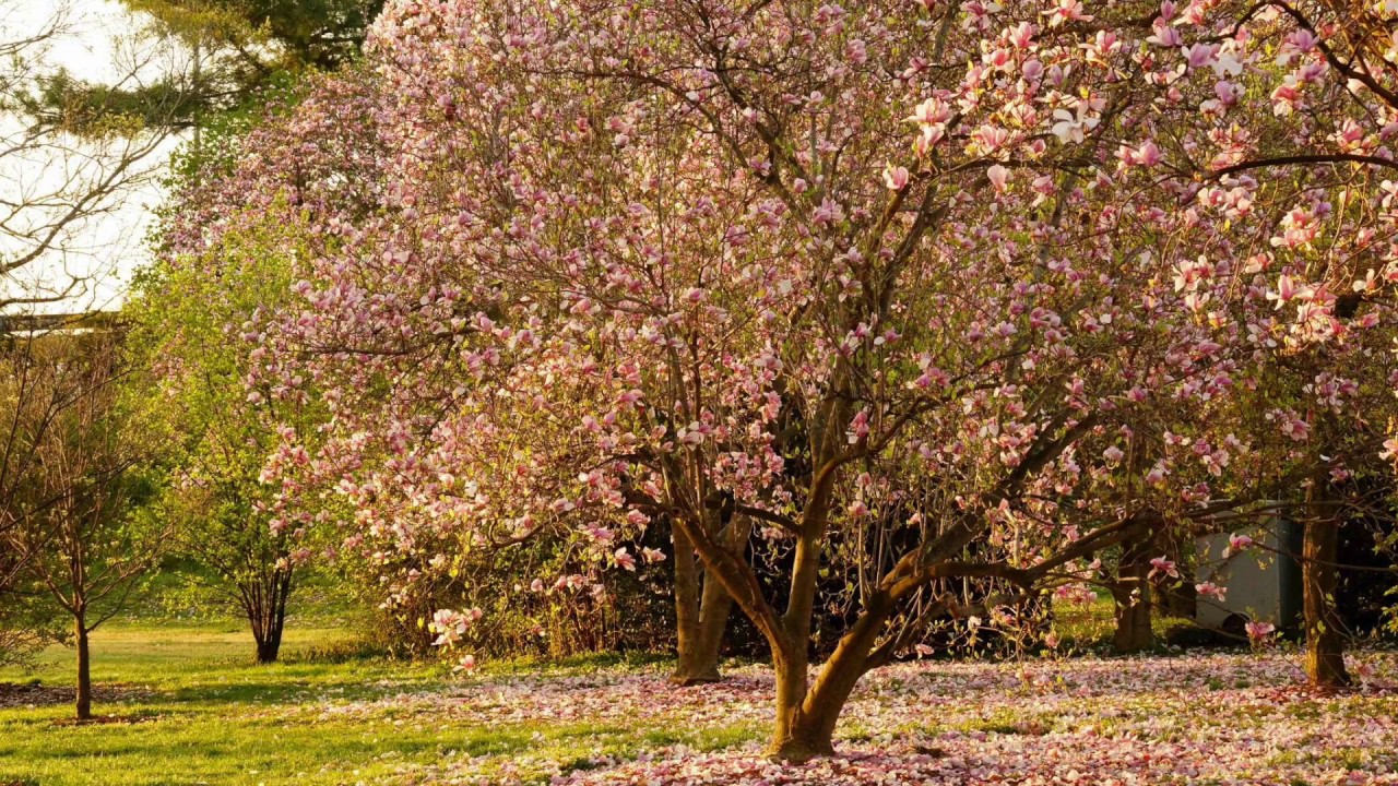 Cherry Tree Self Belief - YouTube