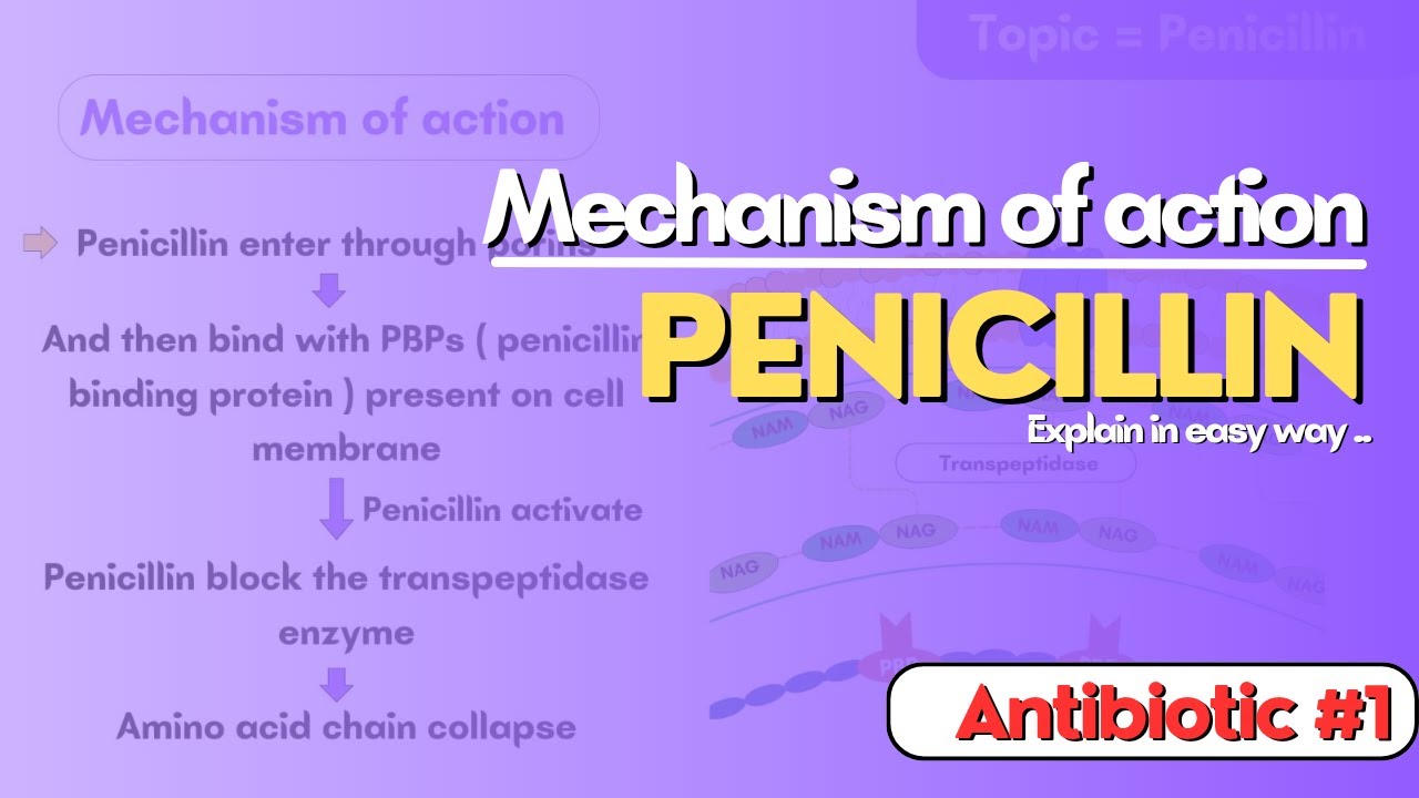 Penicillin | MOA | Animation video - YouTube