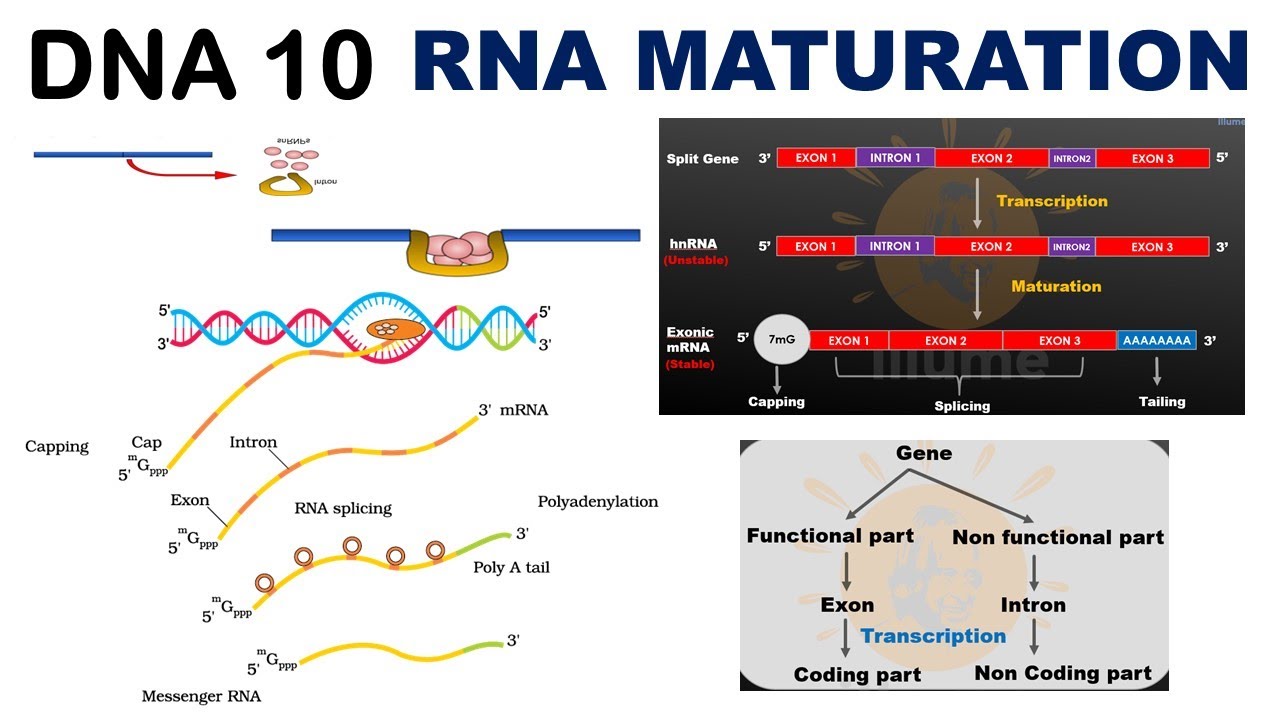 Pre - mRNA maturation | Capping, Tailing & RNA Splicing | Split Genes ...
