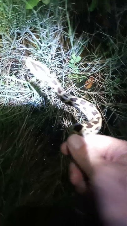 Python hunting - YouTube