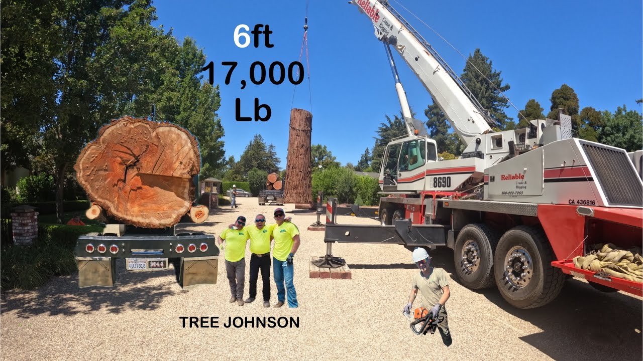 BIG tree cut down - YouTube