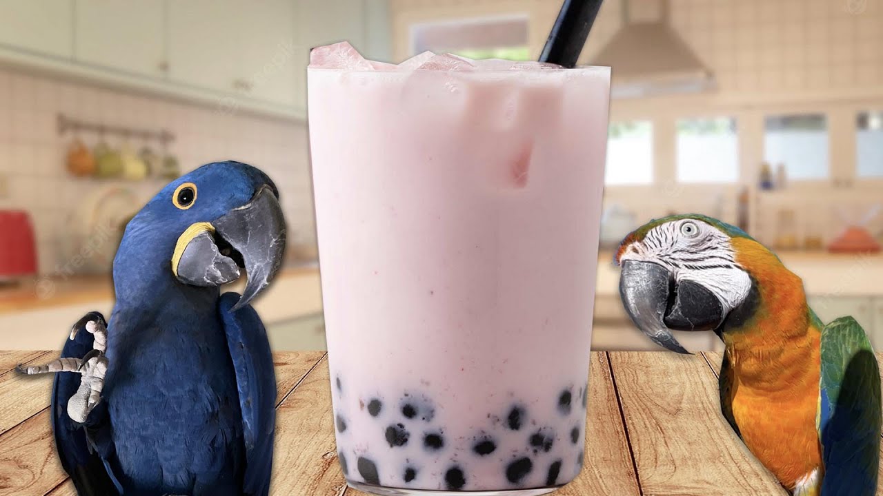 PARROTS reaction to HUGE BOBA PINK BUBBLE TEA! - YouTube