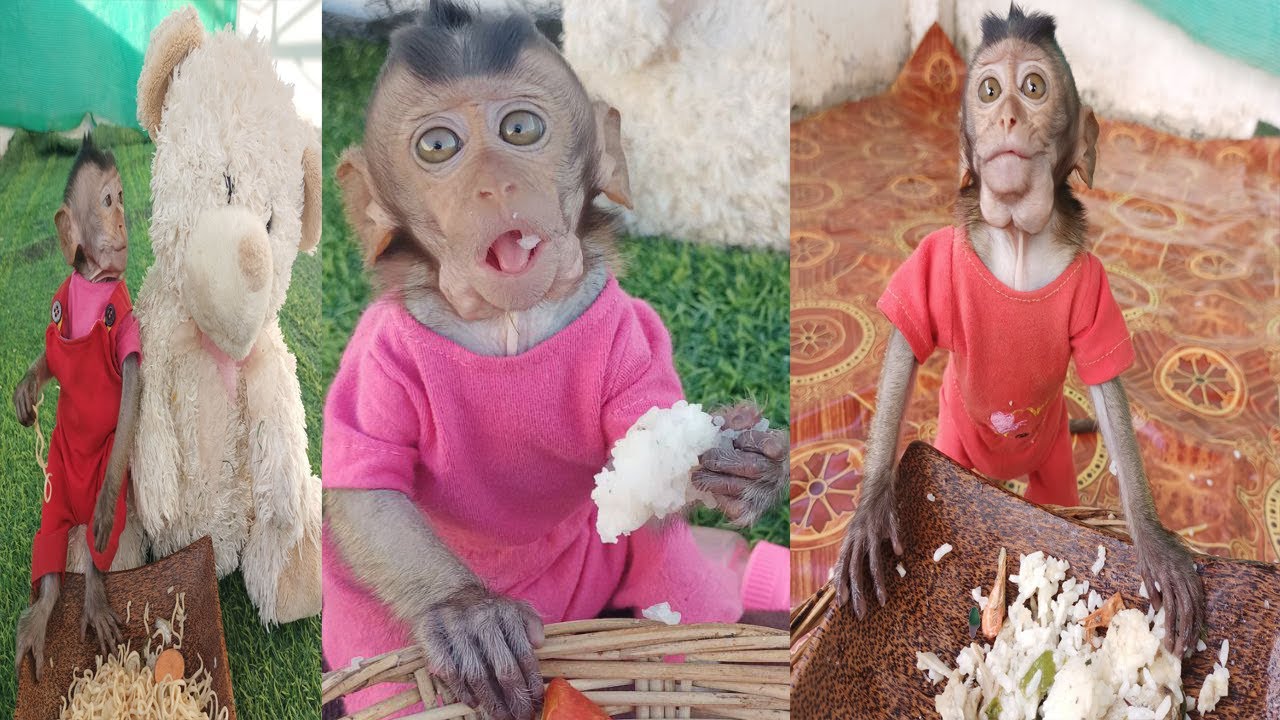 Lovely day with coco monkey at countryside farm and coco playing around ...