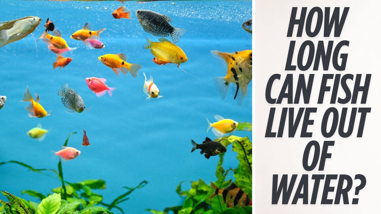 HOW LONG CAN FISH LIVE OUT OF WATER? - YouTube