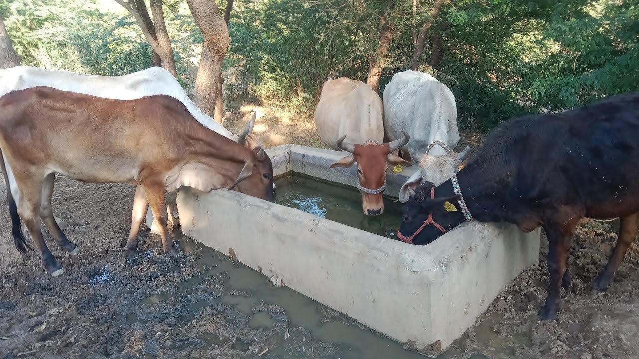 world famous kankrej cow & original kankrej Bull - YouTube