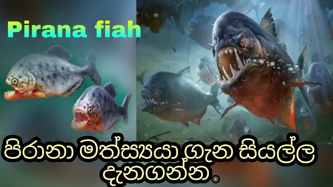 Pirana fish | ගැන සින්හලෙන් ඔක්කොම |🐟 - YouTube
