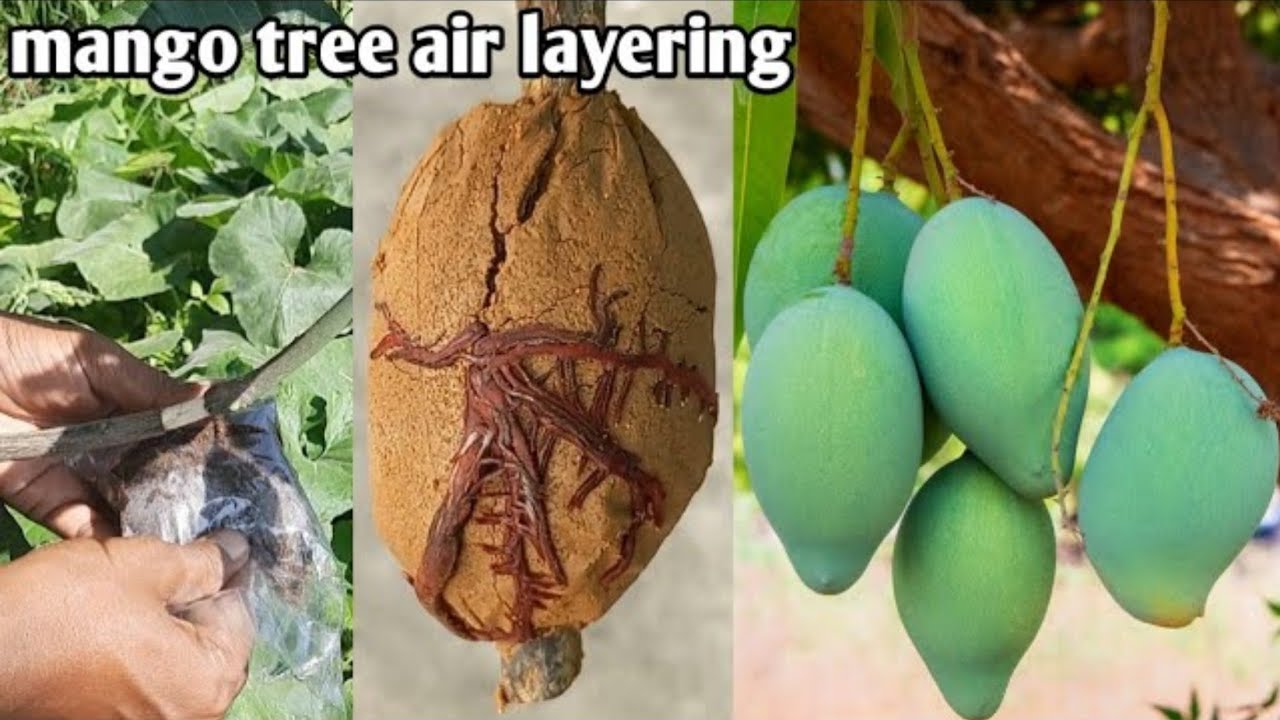 Mango Tree Air Layering Propagation - YouTube