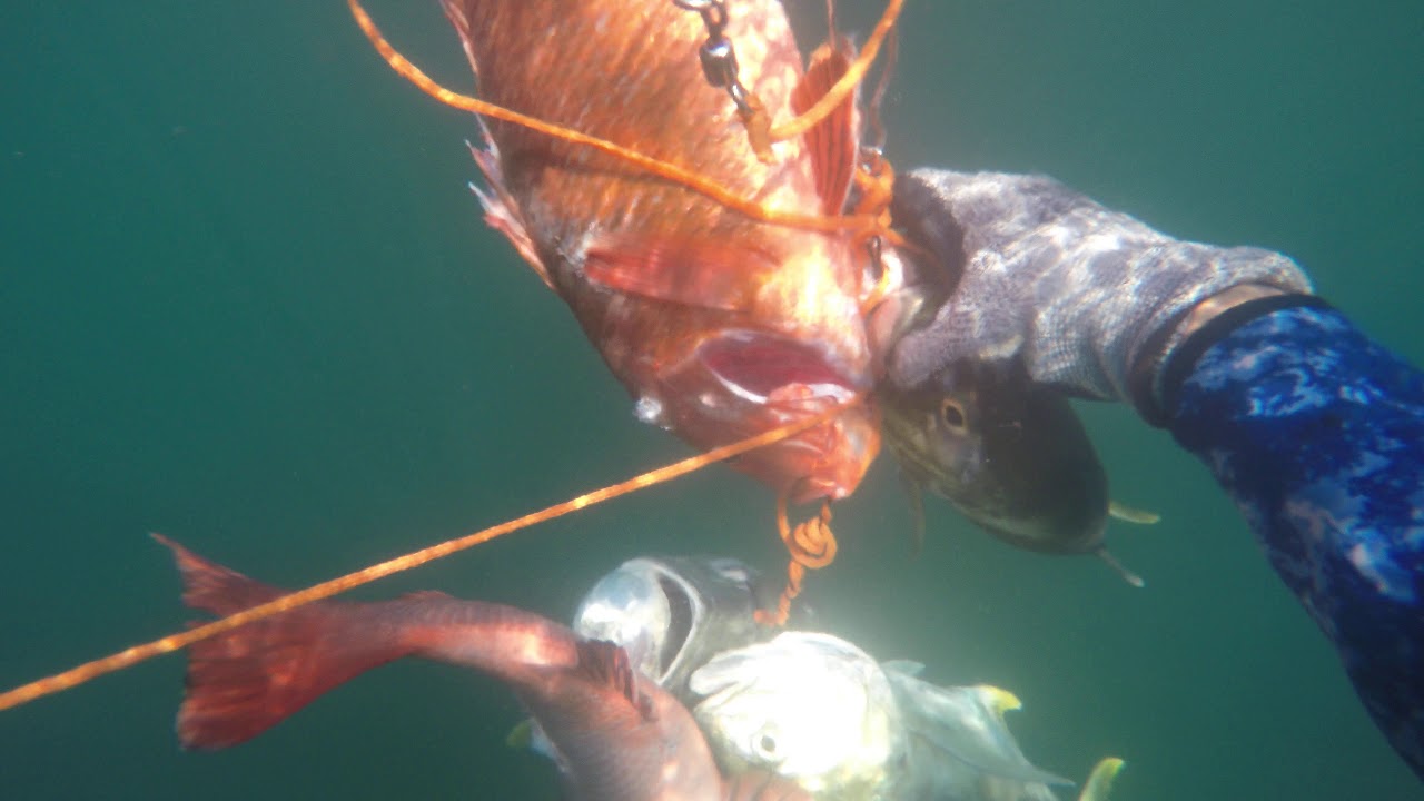 La pesca del dia - YouTube