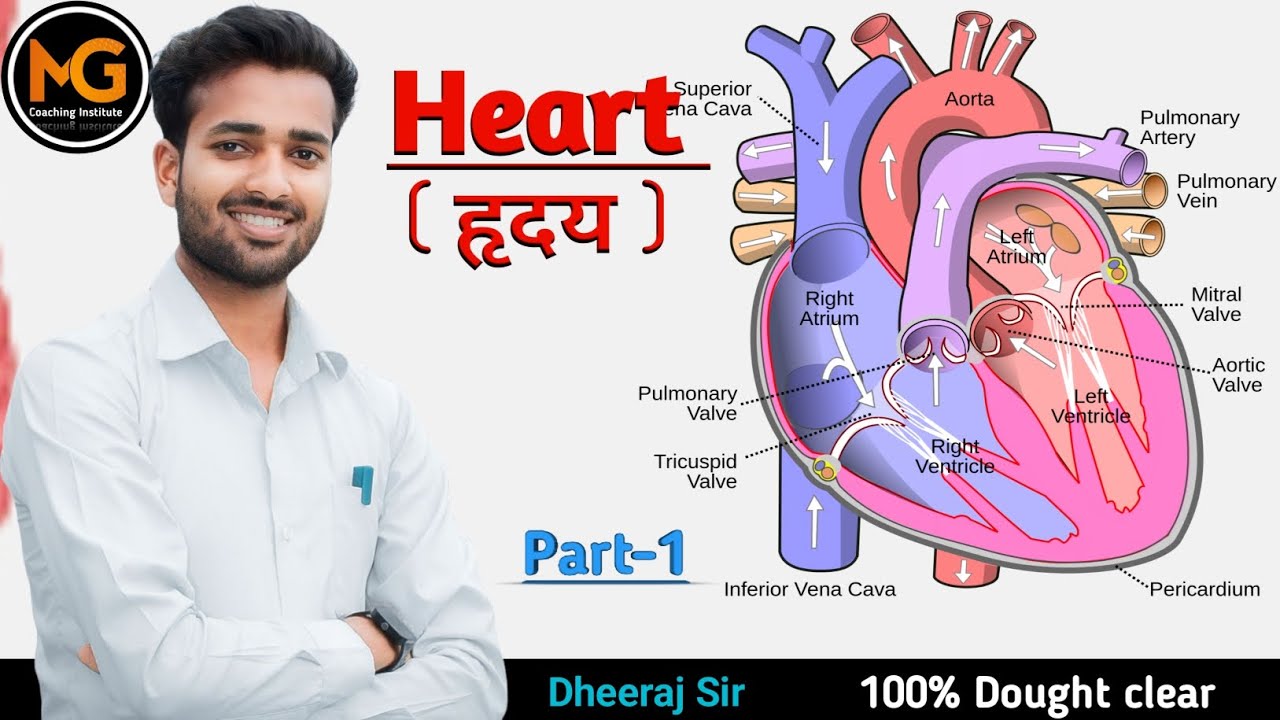 Heart।। हृदय की संरचना।। 100% Dought clear।। Part-1।। By Dheeraj Sir ...