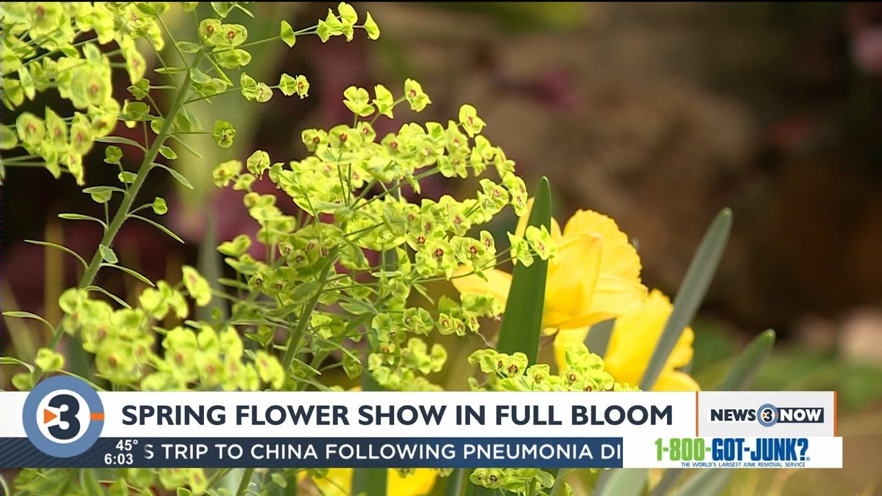 Spring flower show in full bloom at Olbrich Botanical Gardens - YouTube