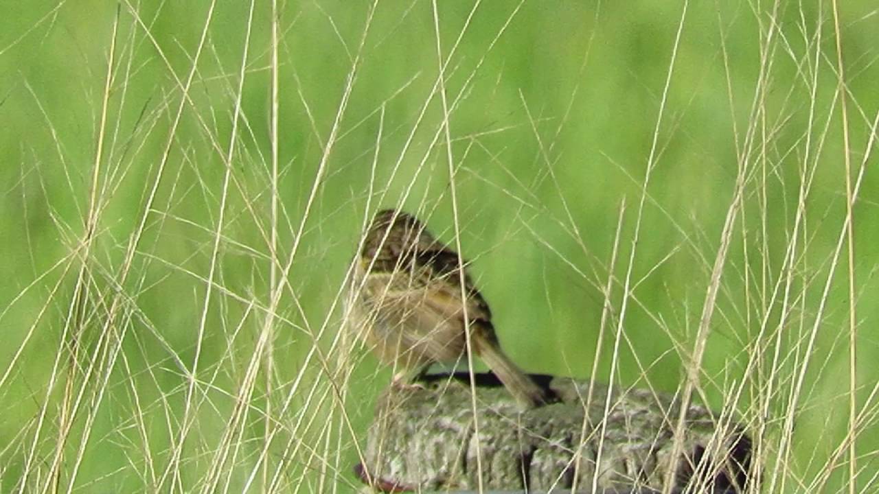 Cachilo Ceja Amarilla (Ammodramus humeralis) Grassland Sparrow - YouTube