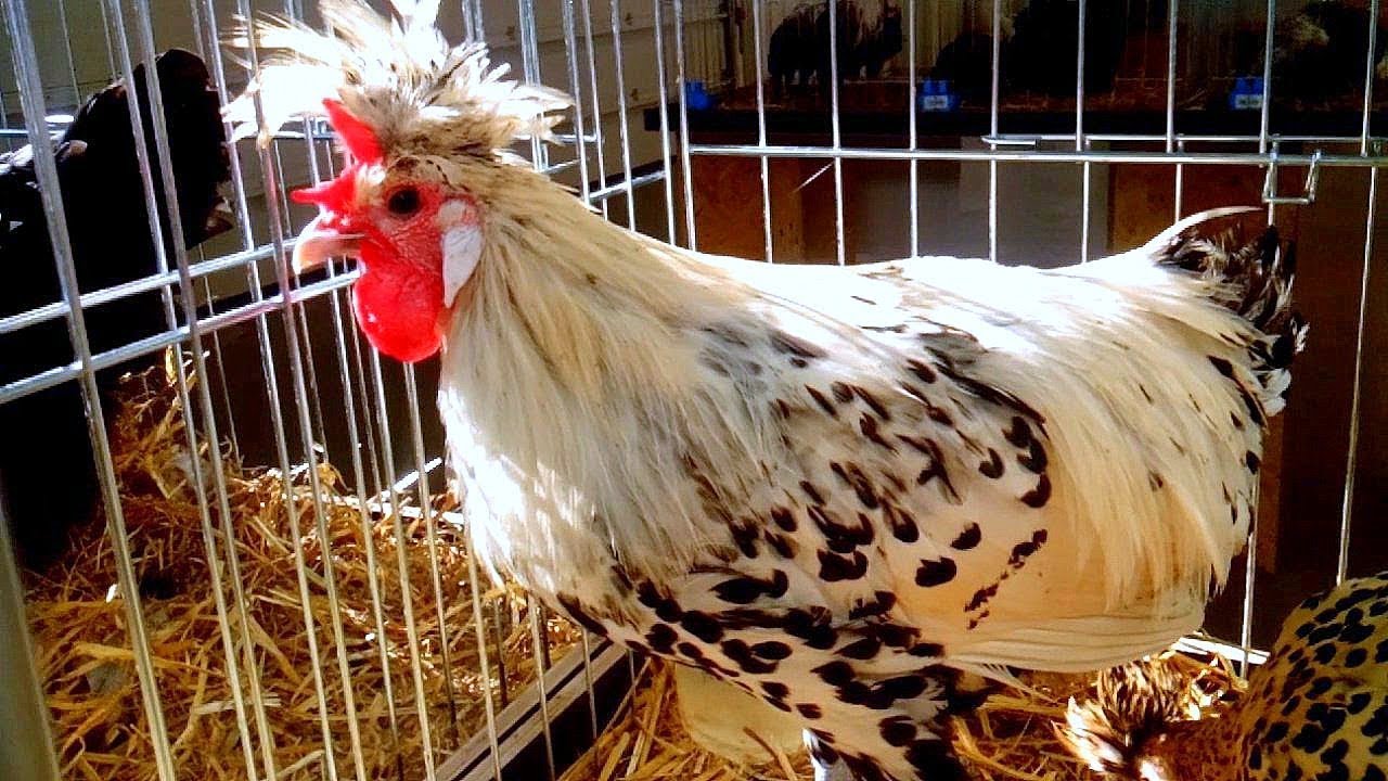 Silver Spangled Appenzeller Spitzhauben Chicken - YouTube