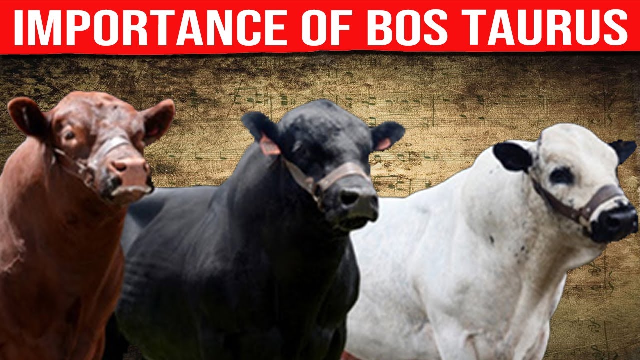 ⭕ BOS TAURUS BULLS And Their Importance In Cattle Breeding Biggest Bulls And Cow - YouTube
