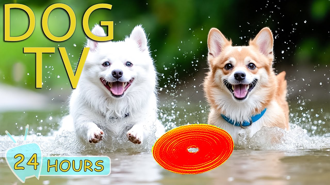 DOG TV: Calming All-Day Videos with Soothing Music for Dogs - Reduce ...