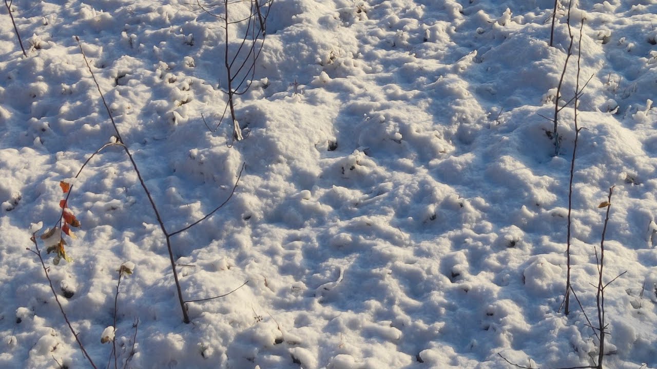 Uhdp Snow fall On Prem chohan Concept#UHDP#Apllefarming - YouTube