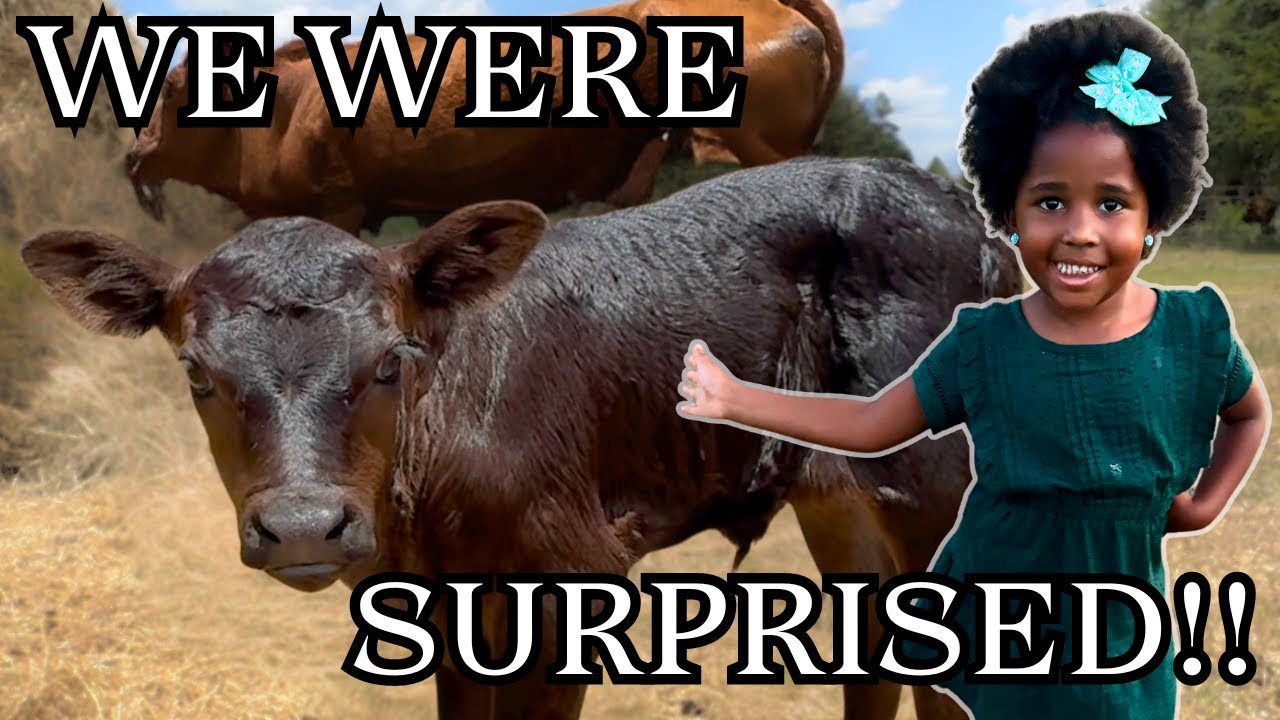 From Death Comes Life || Establishing Our Life On A Homestead - YouTube