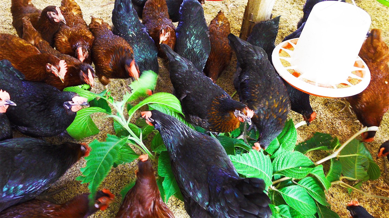 Feeding Time! 🐔 Rhode Island Red, Native Chickens & Dominant CZ Enjoy ...