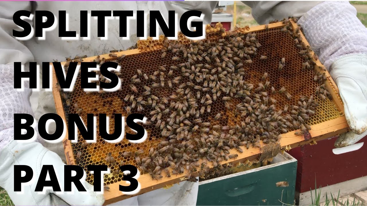 Splitting Hives Bonus Part 3 - YouTube