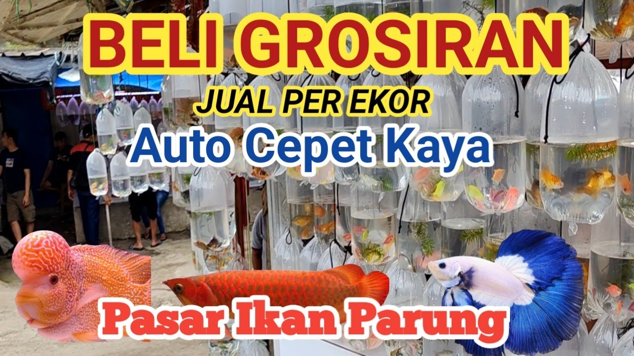 Jual perekor beli nya Grosiran || cocok untuk bibit dan jualan || pasar ...