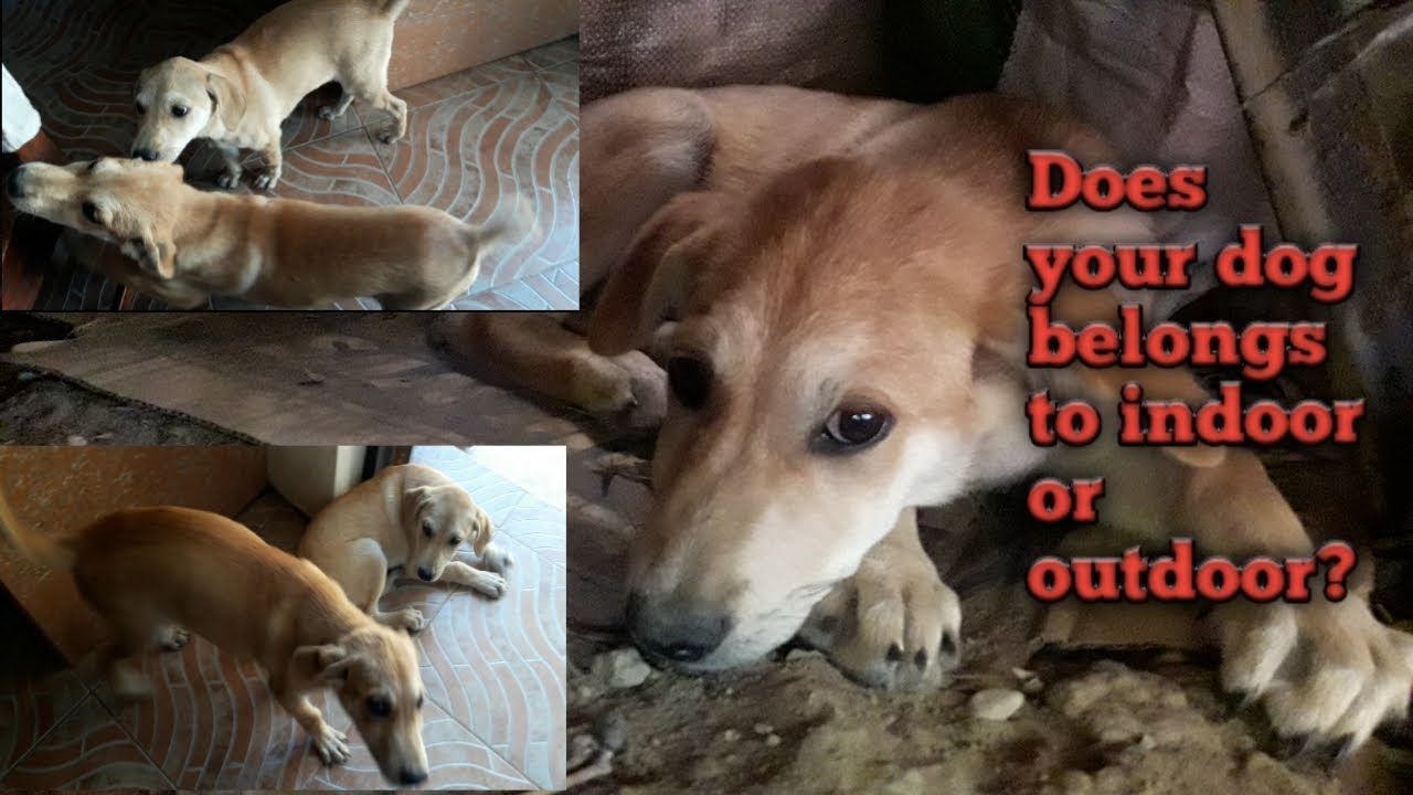 Aspin dog a.k.a askal dog need love and care from us - YouTube