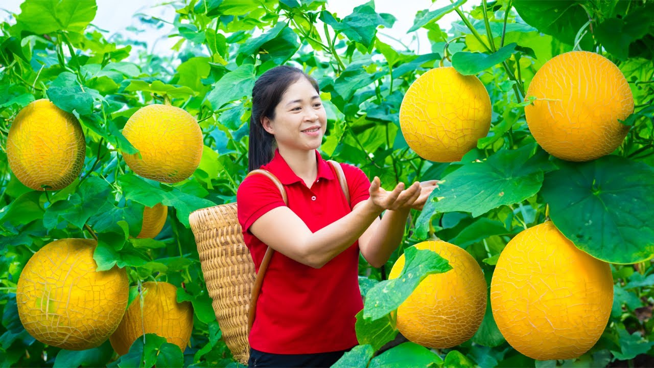 Harvest Golden Honeydew Melon Goes To Market Sell | Gardening And ...