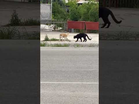 YOLDA YÜRÜYEN KEDİYİ TACİZ ETTİİİ , !!!!