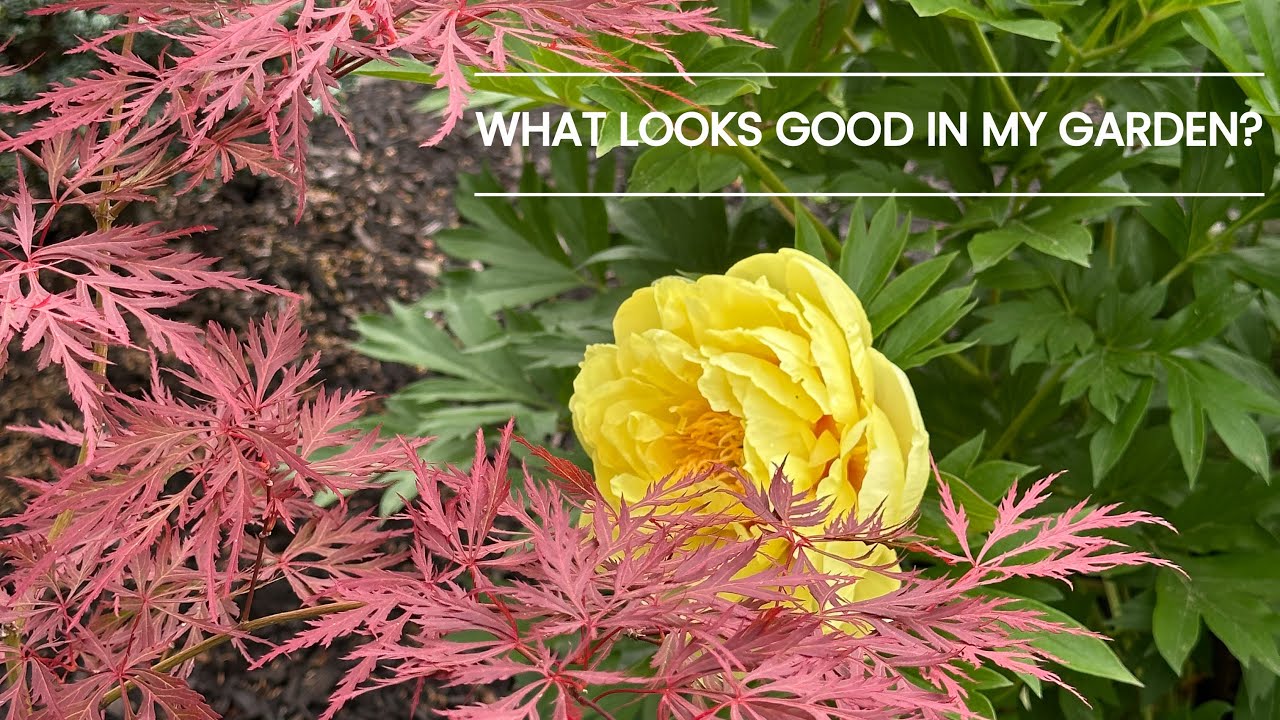 What looks good in my garden? Amazing Japanese maple spring color tour ...