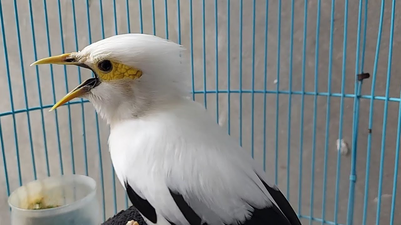 Masteran Jalak Putih Full Isian | Jalak Pito Jantan Mentalan Bikin ...