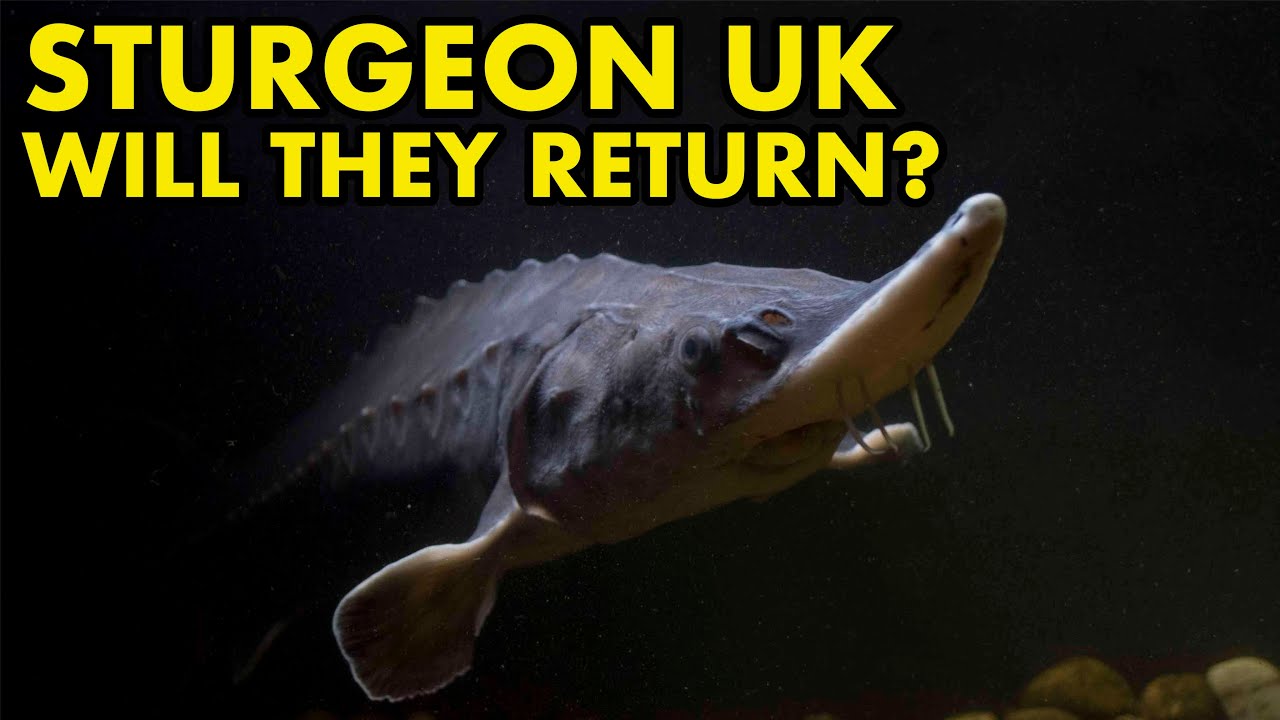 Sturgeon in Britain : FISH MYTHS UK - YouTube