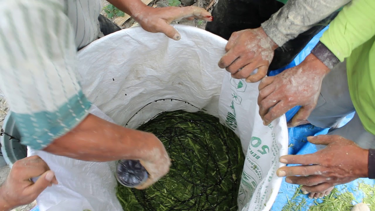 Proses SILASE untuk pakan ternak oleh SPR Karya Bersama, desa Kalangan ...