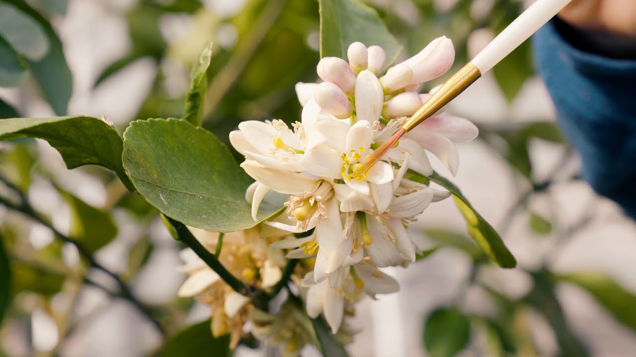 How To: Pollinating Your Indoor Citrus - YouTube