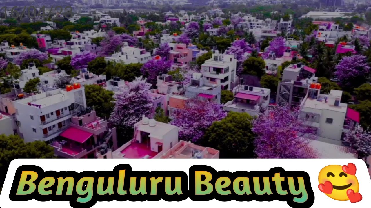 Beautiful Benguluru 🥰 | Cherry blossom in Benguluru #bangalore # ...