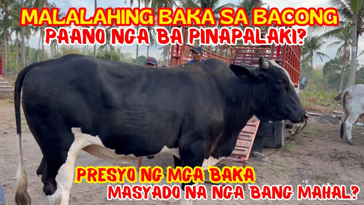 MALALAHING BAKA SA BACONG: PAANO NGA BA PINAPALAKI? | PRESYO NG MGA ...