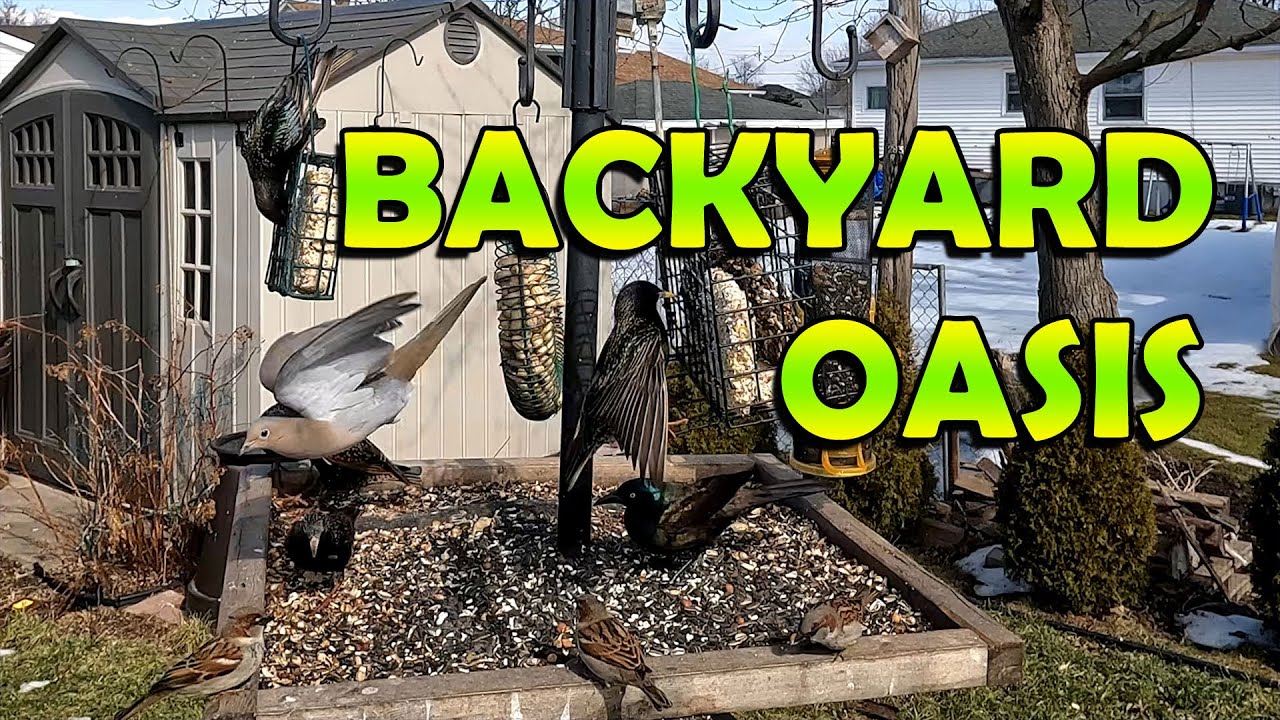 A beautiful day with awesome birds at the feeder in our backyard oasis ...