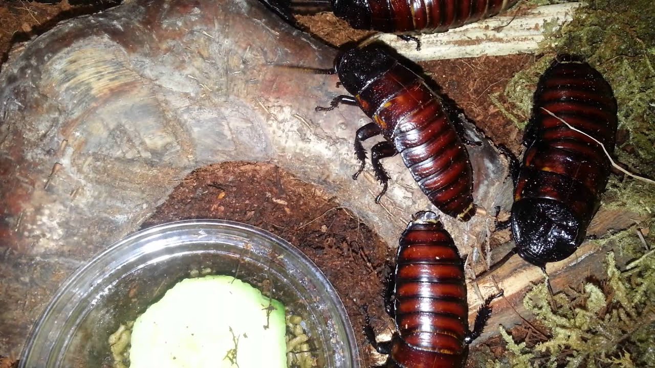 Madagascar Hissing Cockroach Mating - YouTube