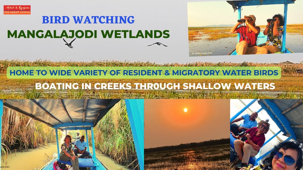 Mangalajodi Wetlands, Mystical Experience of Bird Watching On A Country ...