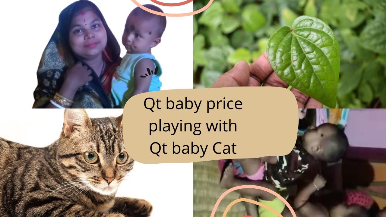 Qt Baby Prince । Playing with the । qt baby cat #Cat #QtBabyPrince # ...