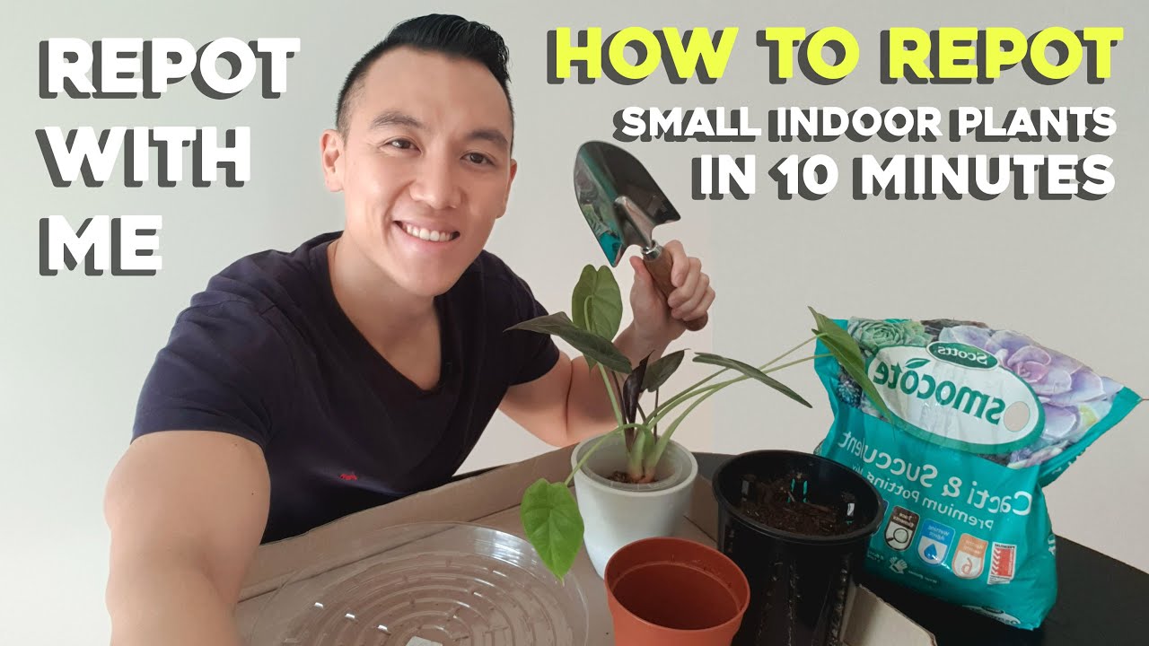 Repot with me | How to repot small indoor plants in 10 minutes | Simple ...